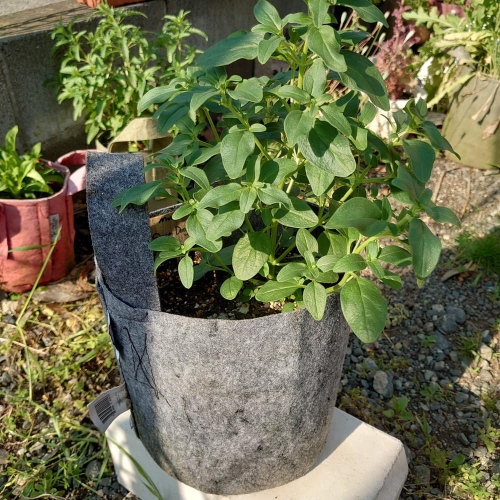 TS-66Plantit - 株式会社東亞